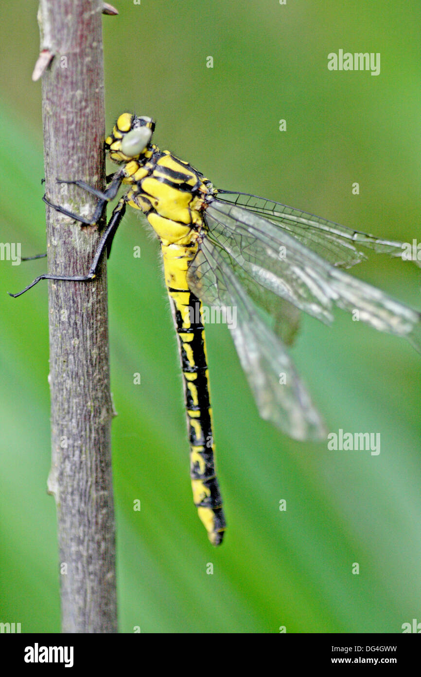 Gomphus Simillimus High Resolution Stock Photography and Images - Alamy
