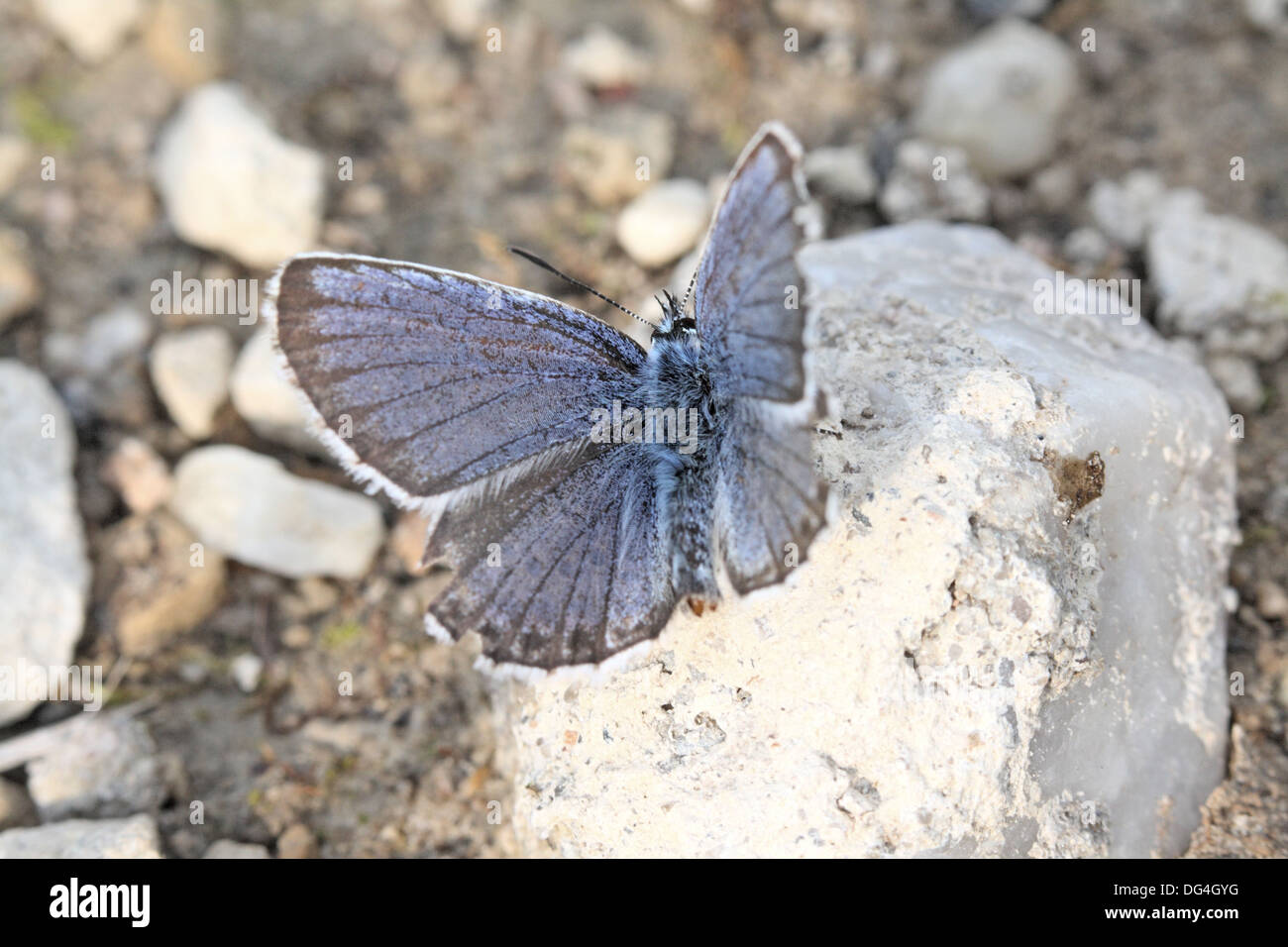 Blue Upper Wings High Resolution Stock Photography and Images - Alamy