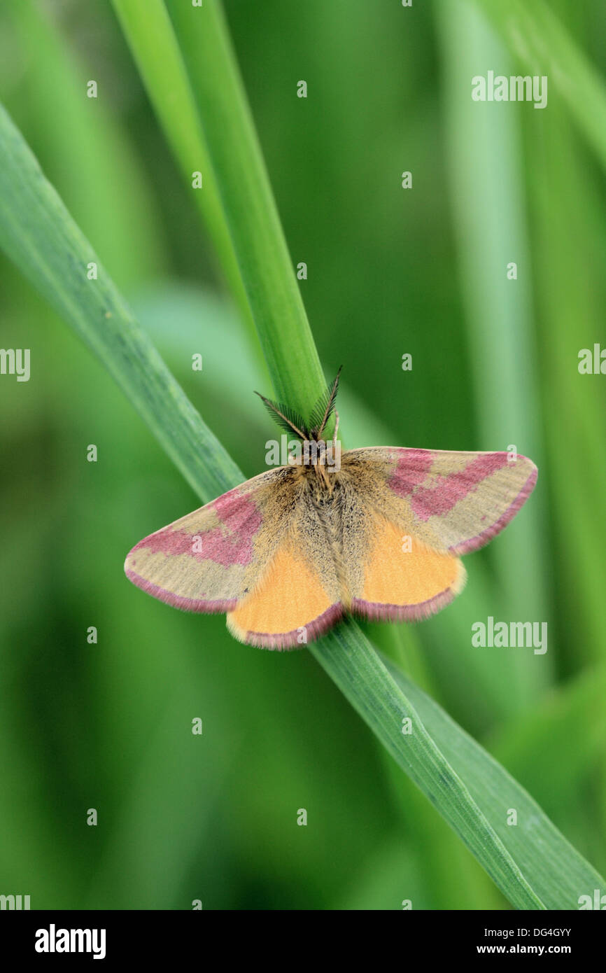 Day active moth hi-res stock photography and images - Alamy
