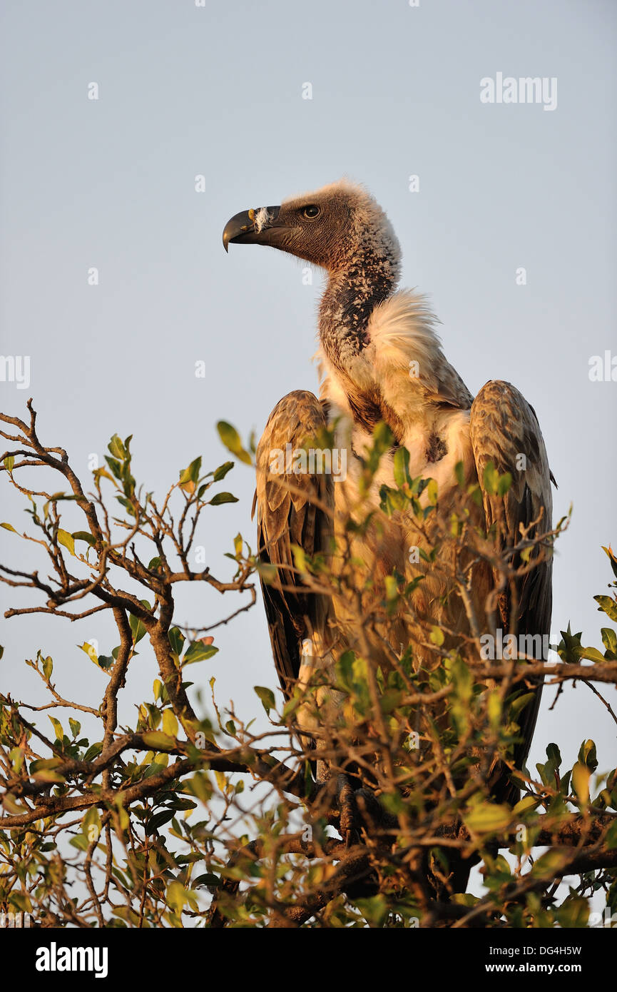 Rüppell's Griffon - Rüppell's Vulture - Rueppell's Griffon (Gyps ...