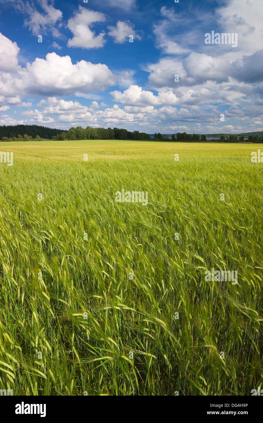 Grainfield wind not person not energy hi-res stock photography and ...