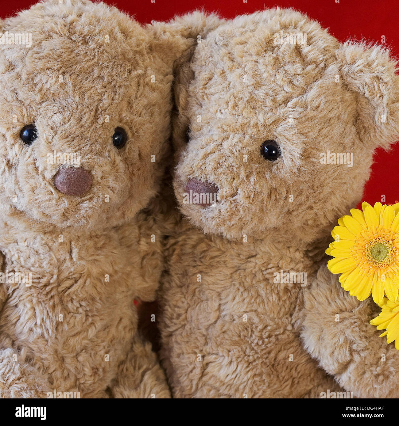 Two teddies hi-res stock photography and images - Alamy