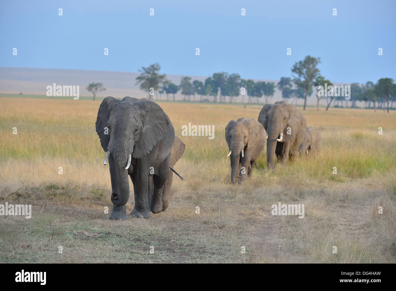 African bush elephant - Savanna elephant - Bush elephant (Loxodonta ...