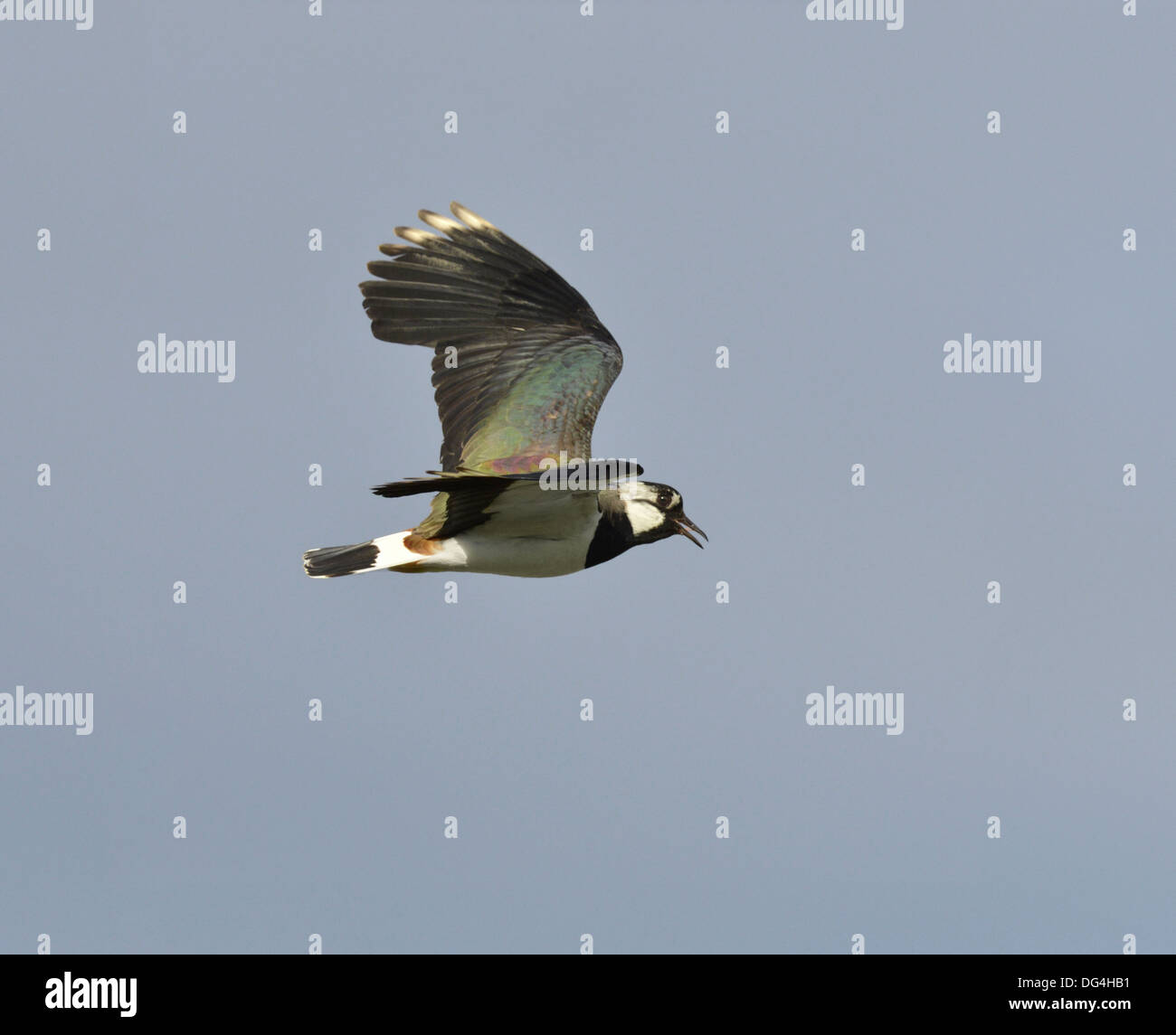 Lapwing Flying High Resolution Stock Photography and Images - Alamy