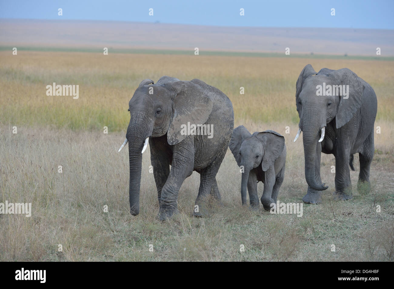African bush elephant - Savanna elephant - Bush elephant (Loxodonta ...