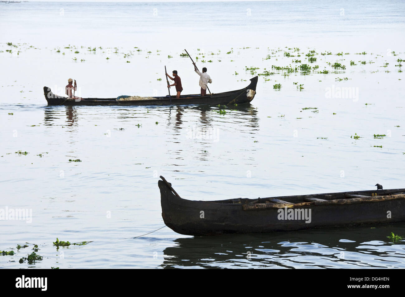 Kerala sea shells hi-res stock photography and images - Alamy