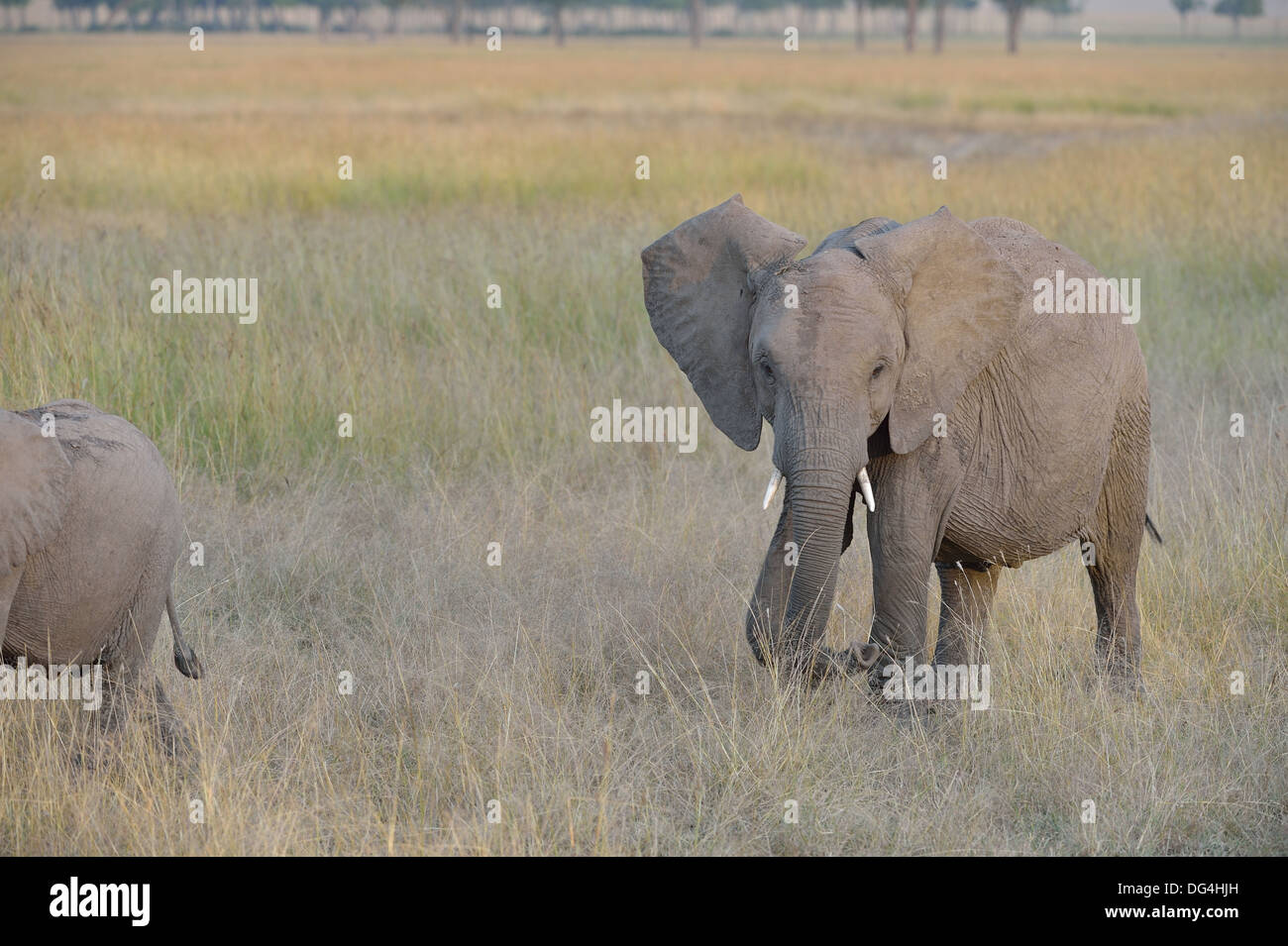 African bush elephant - Savanna elephant - Bush elephant (Loxodonta ...