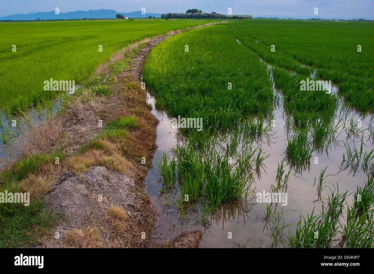 Agriculture albufera High Resolution Stock Photography and Images - Alamy