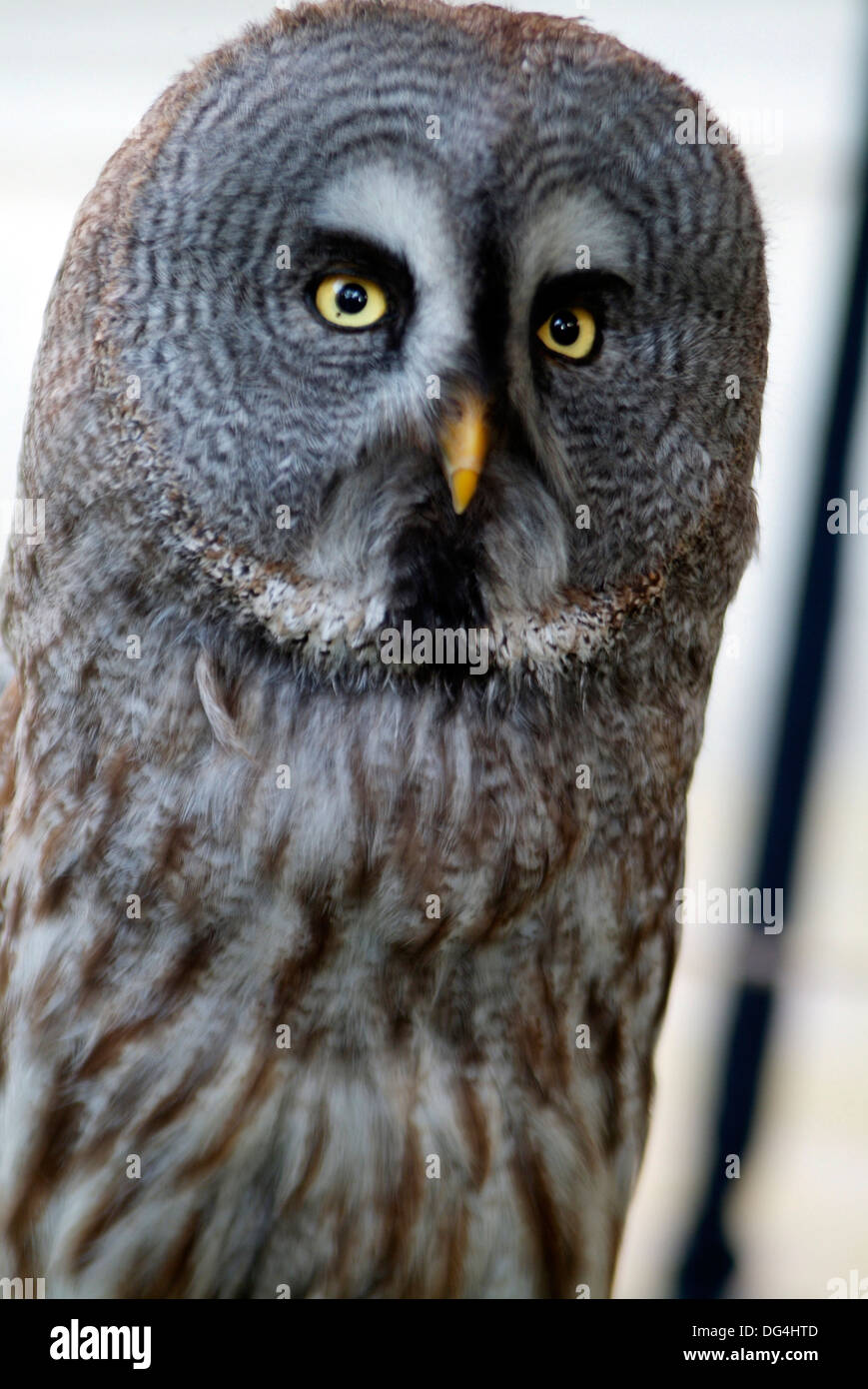 Strix nebulosa, owl great gray owl Stock Photo - Alamy