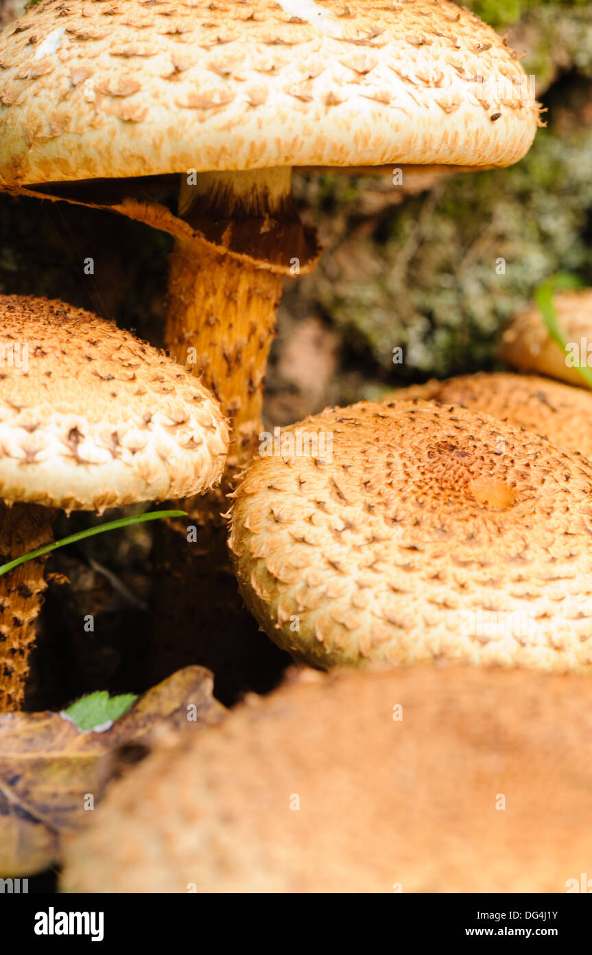 Saffron parasol mushrooms (Cystoderma amianthinum), also known as the ...