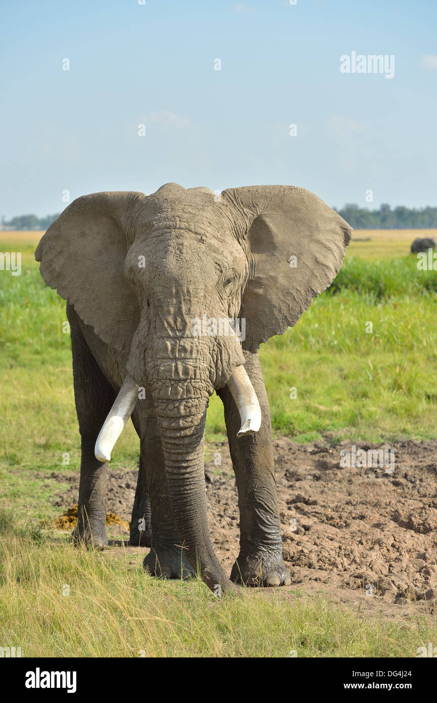 African bush elephant - Savanna elephant - Bush elephant (Loxodonta ...