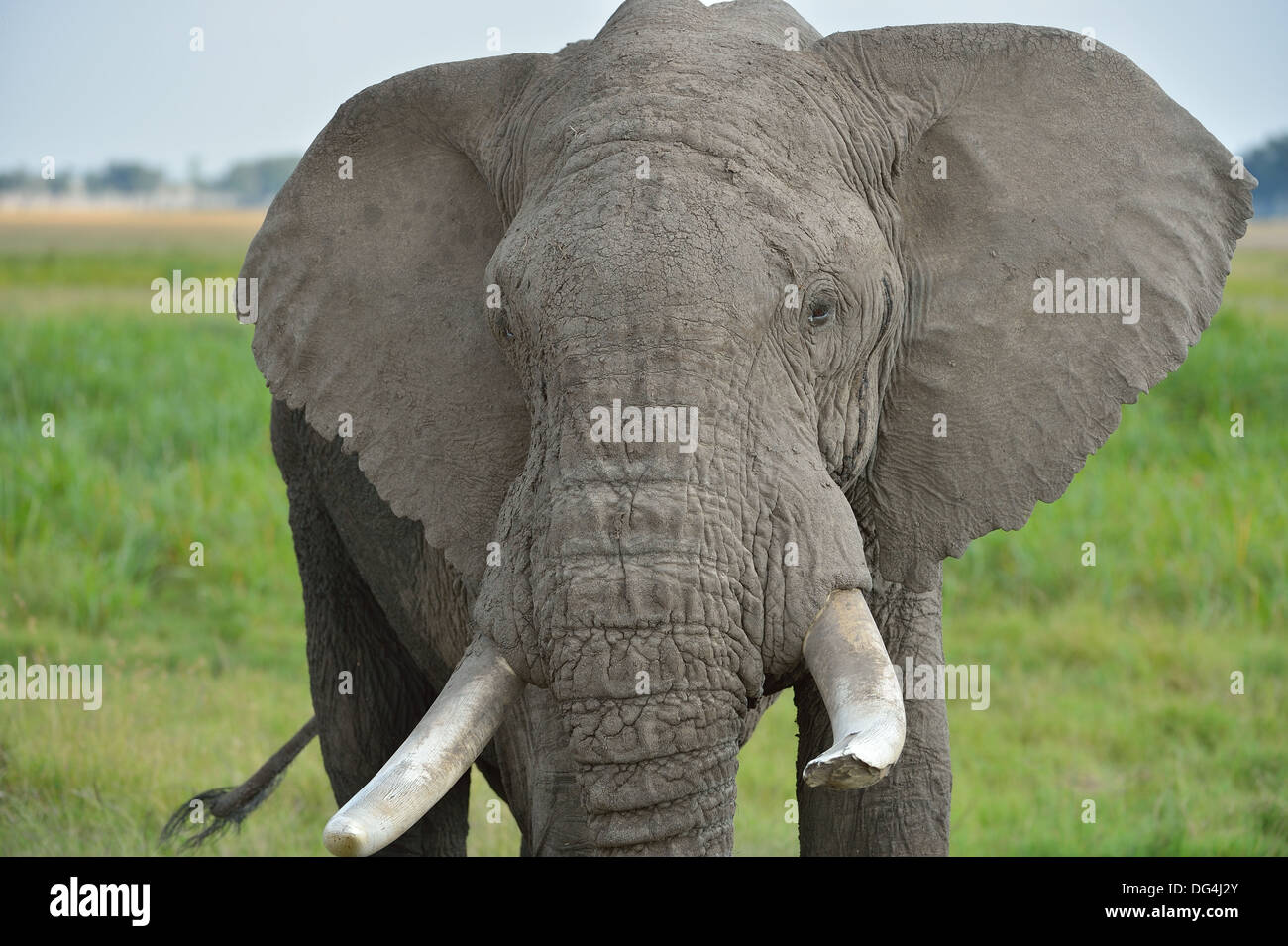 African bush elephant - Savanna elephant - Bush elephant (Loxodonta ...