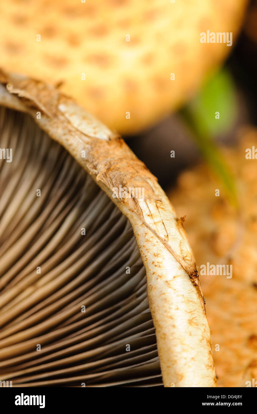 Underside of a affron parasol mushrooms (Cystoderma amianthinum), also ...