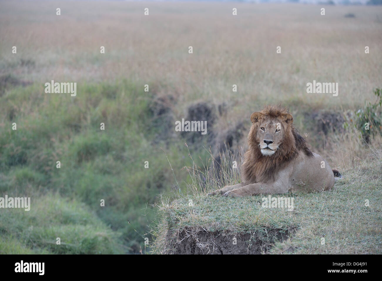 East African lion - Massai lion (Panthera leo nubica) male lying in the ...