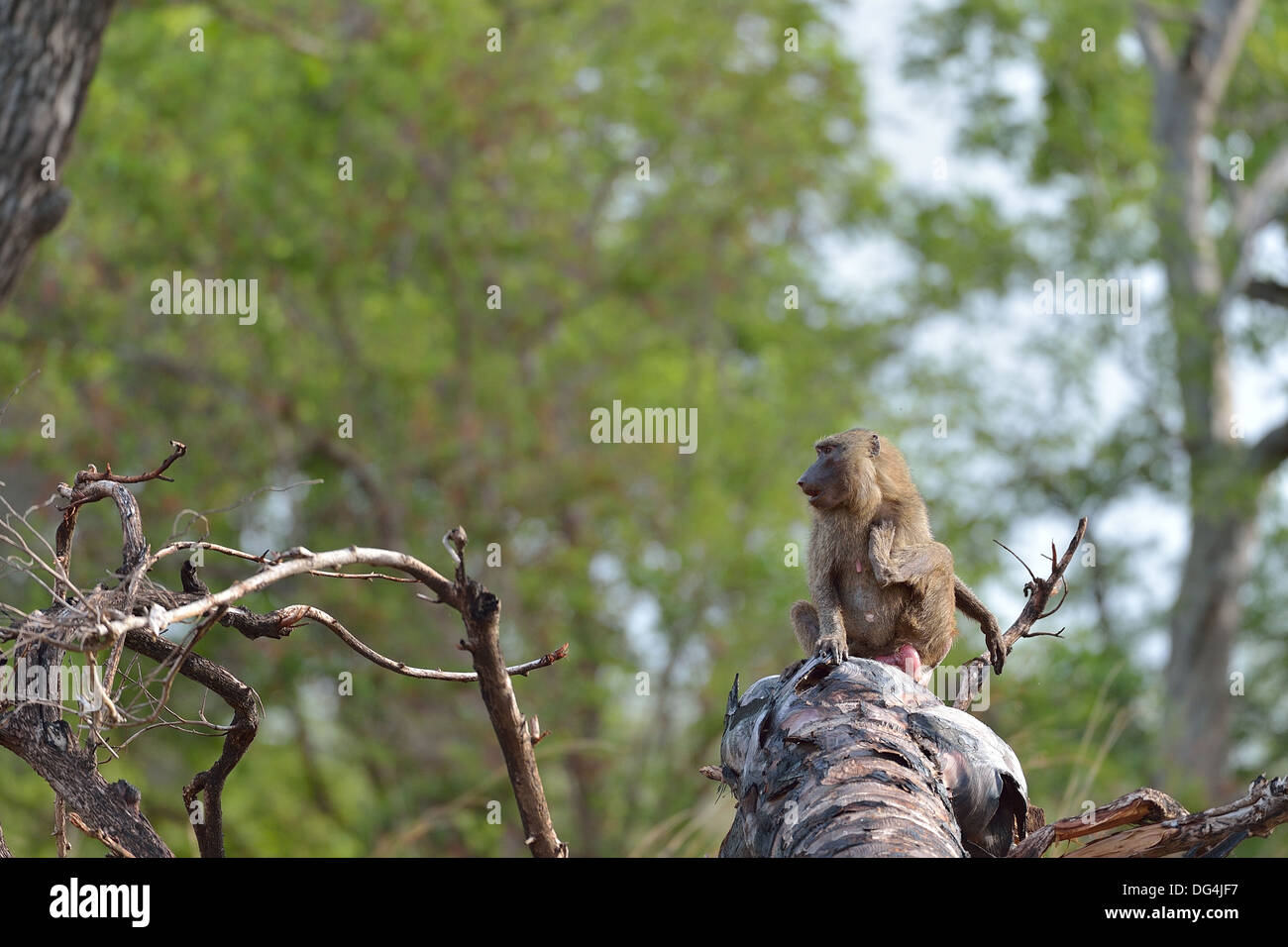 Yellow baboon - Savanna baboon (Papio cynocephalus) female sitting on a ...