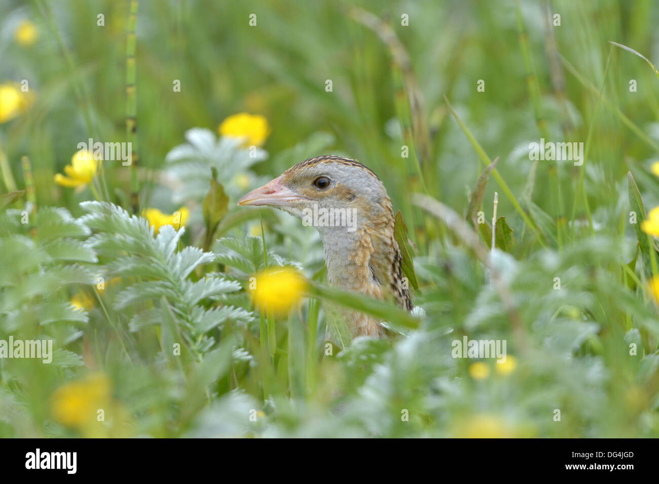 Corncrake Crex crex Stock Photo - Alamy
