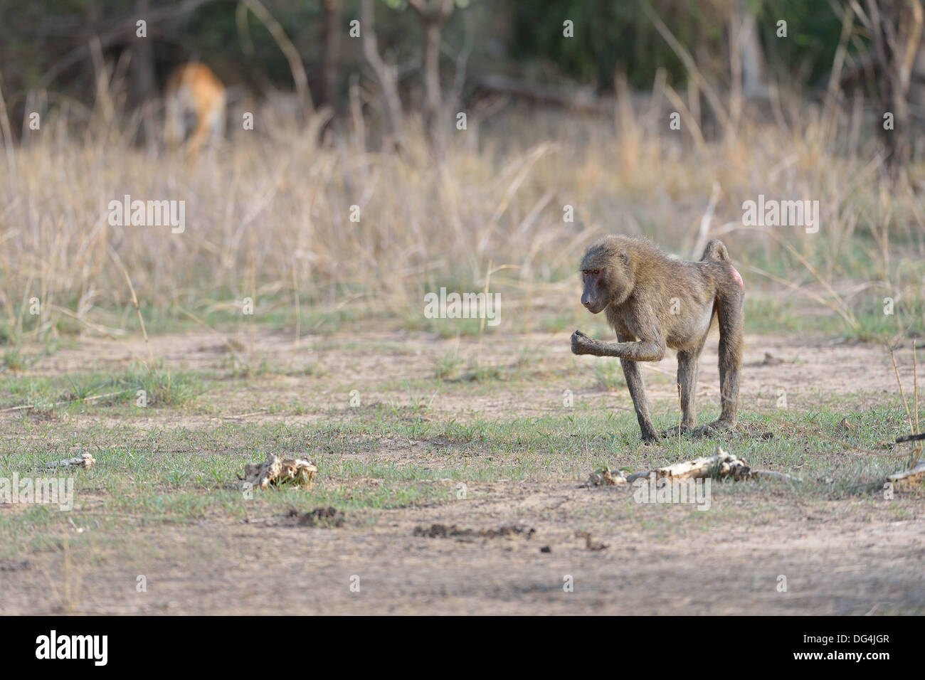 Yellow baboon - Savanna baboon (Papio cynocephalus) looking for food on ...