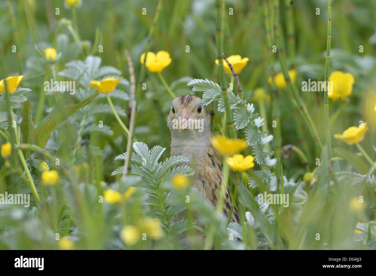 Corncrake hi-res stock photography and images - Alamy