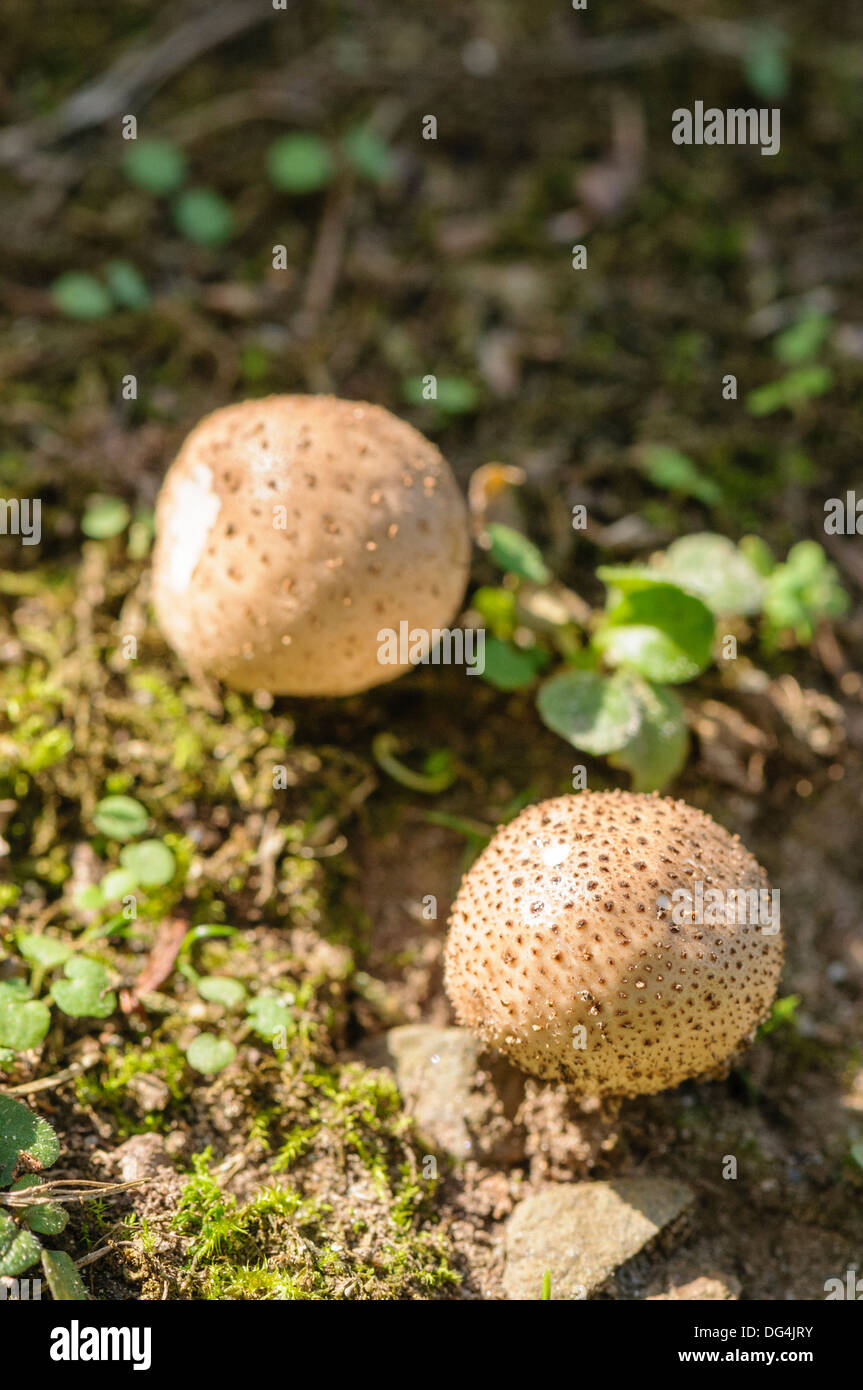 Saffron powder cap hi-res stock photography and images - Alamy