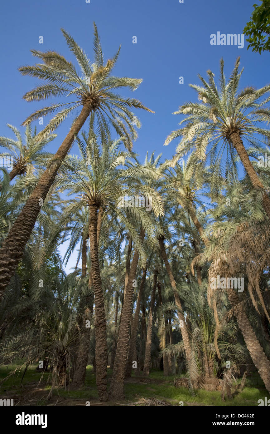 African date plantation hi-res stock photography and images - Alamy
