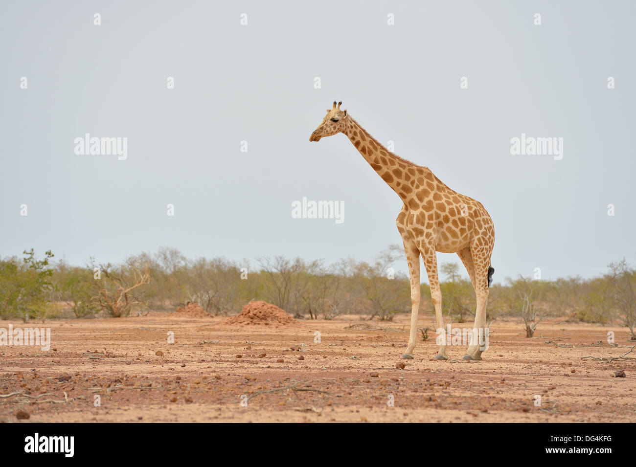 Nigerian west african giraffe giraffa hi-res stock photography and ...