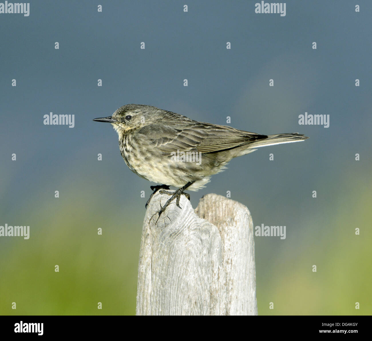 Anthus petrosus hi-res stock photography and images - Alamy