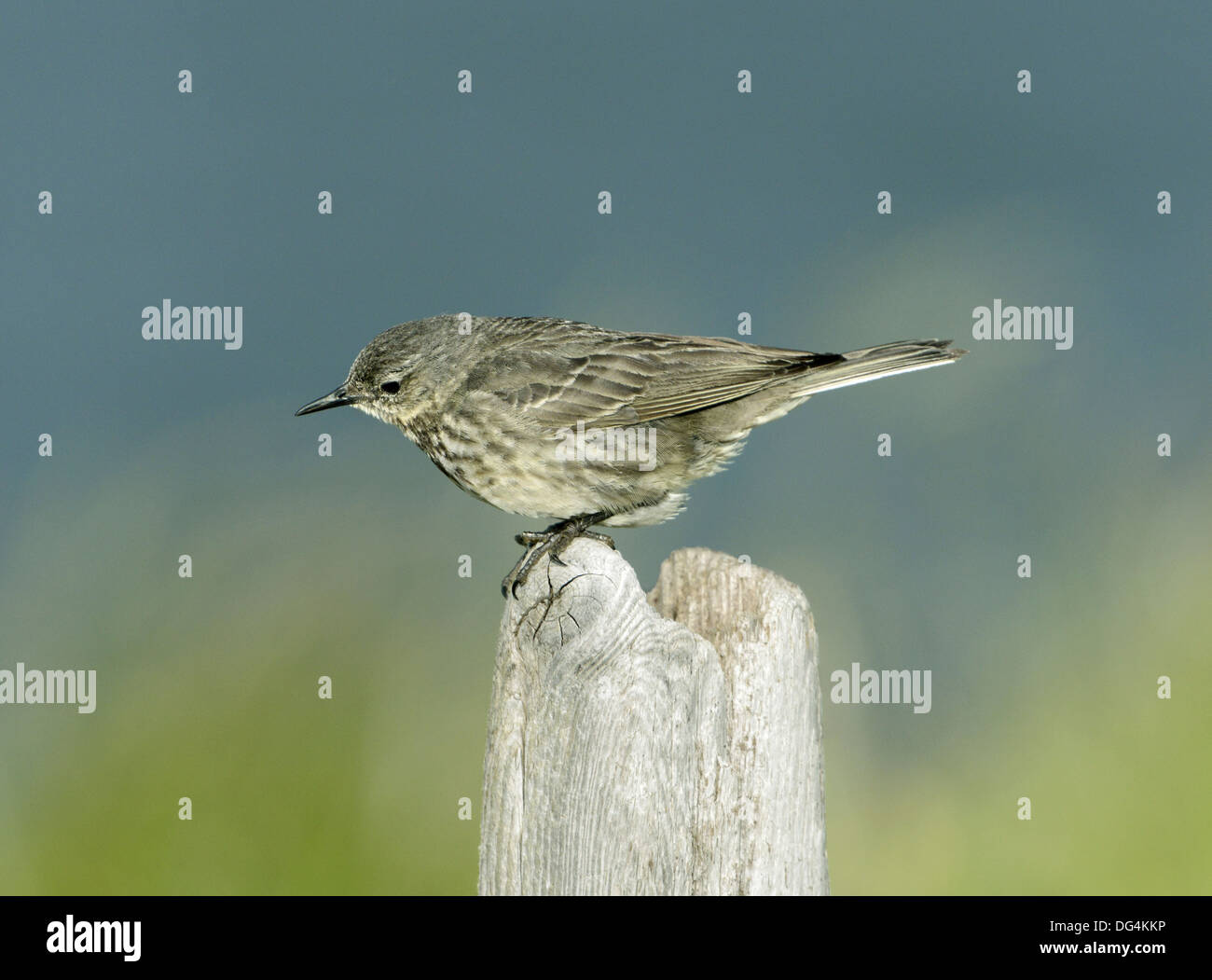 Rock pipit hi-res stock photography and images - Alamy