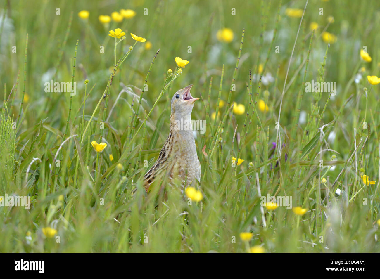 Corncrake hi-res stock photography and images - Alamy