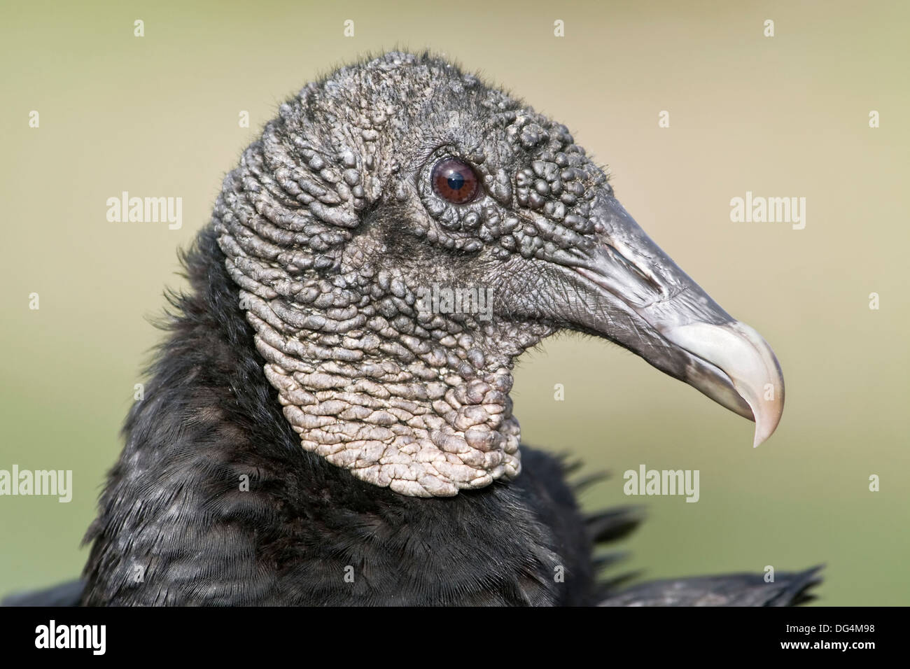 American black vulture hi-res stock photography and images - Alamy