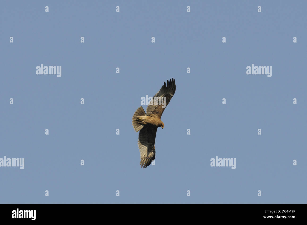 Booted eagle hi-res stock photography and images - Alamy