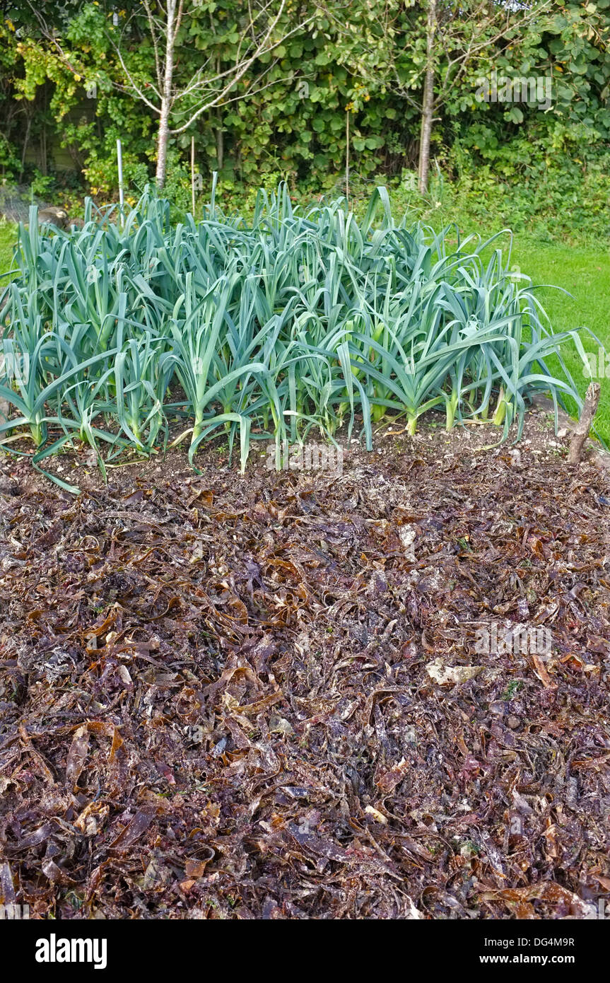 Leeks growing with seaweed on ground Stock Photo - Alamy