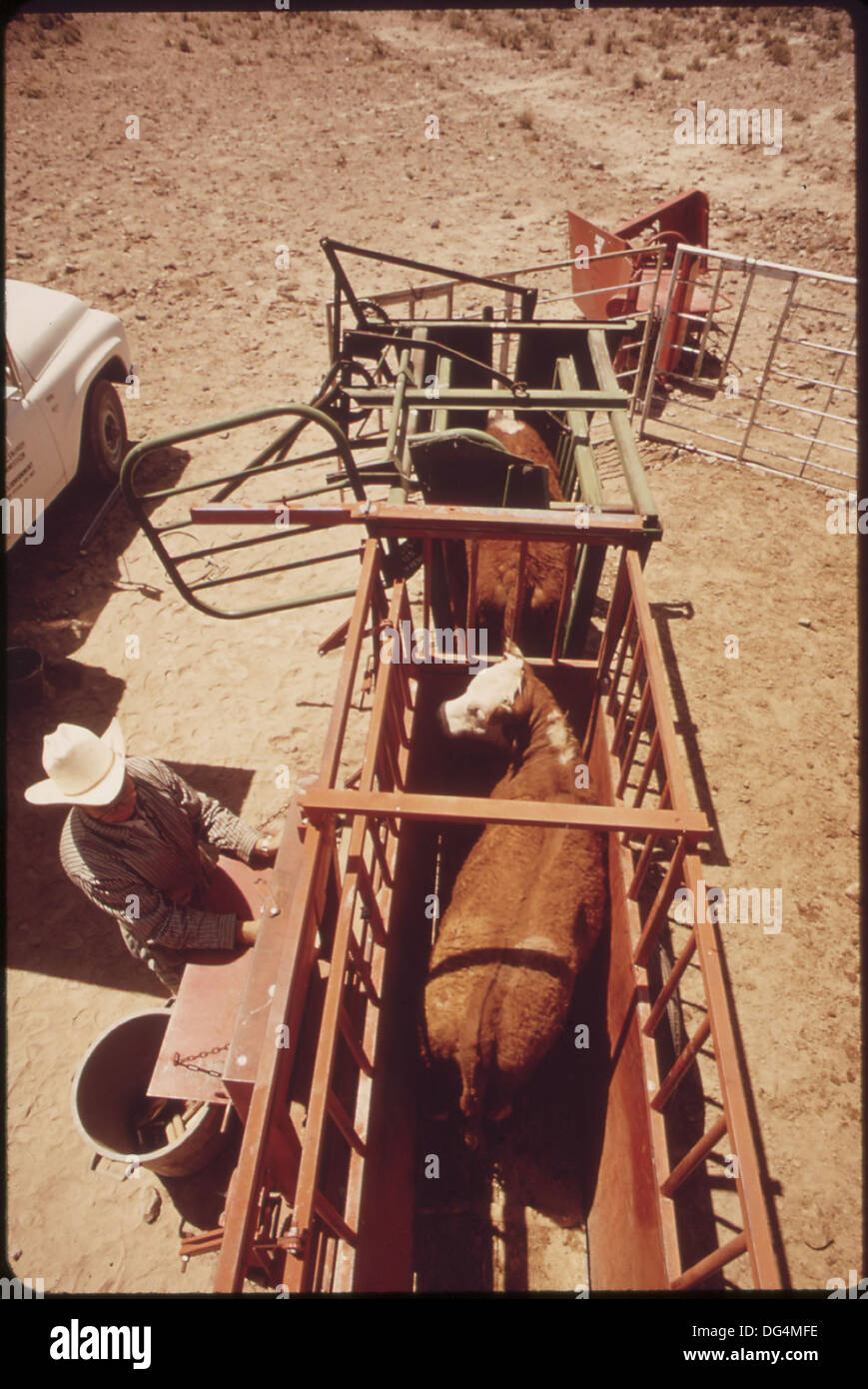 ANNUAL SPRING ROUNDUP OF CATTLE RAISED ON EXPERIMENTAL FARM OPERATED BY ...