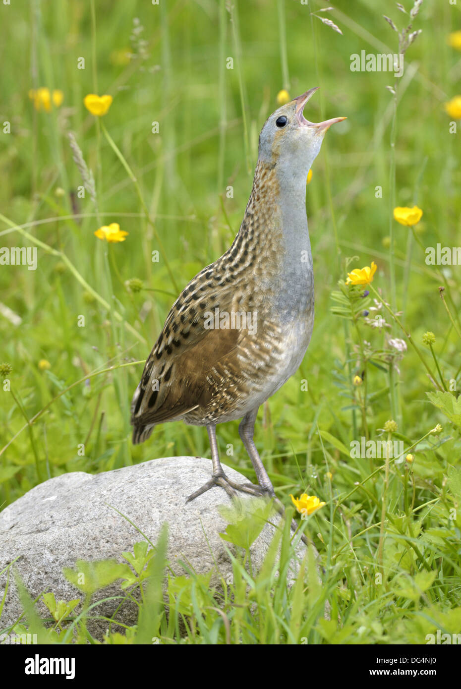 Corncrake calling hi-res stock photography and images - Alamy