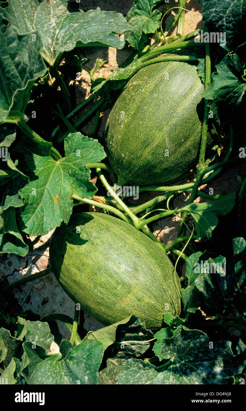 Pair of melons hi-res stock photography and images - Alamy