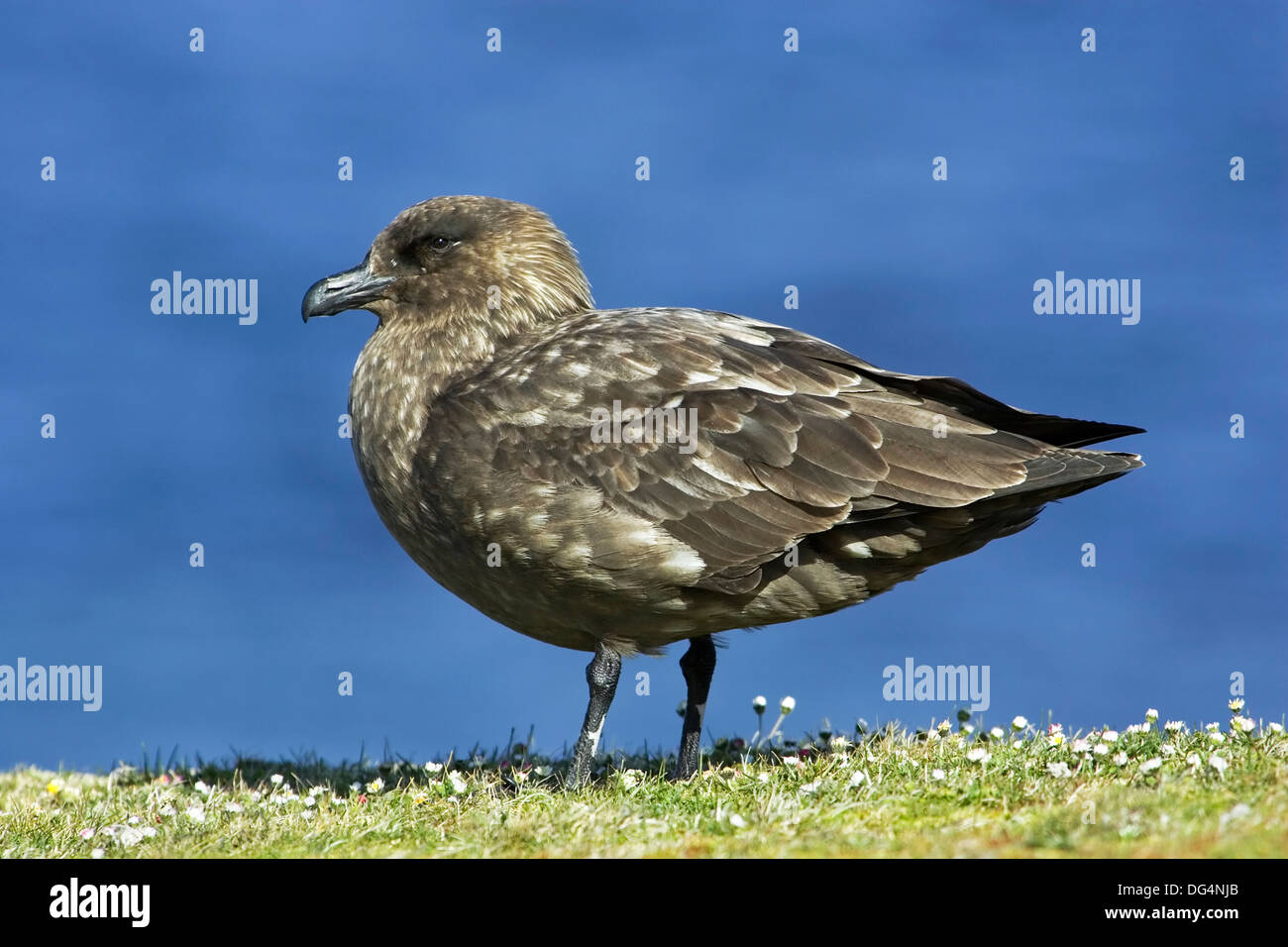 Southern Skua - Stercorarius antarcticus Stock Photo - Alamy