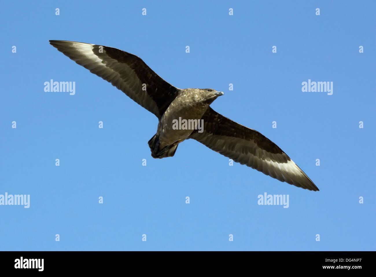 Southern Skua - Stercorarius antarcticus Stock Photo - Alamy