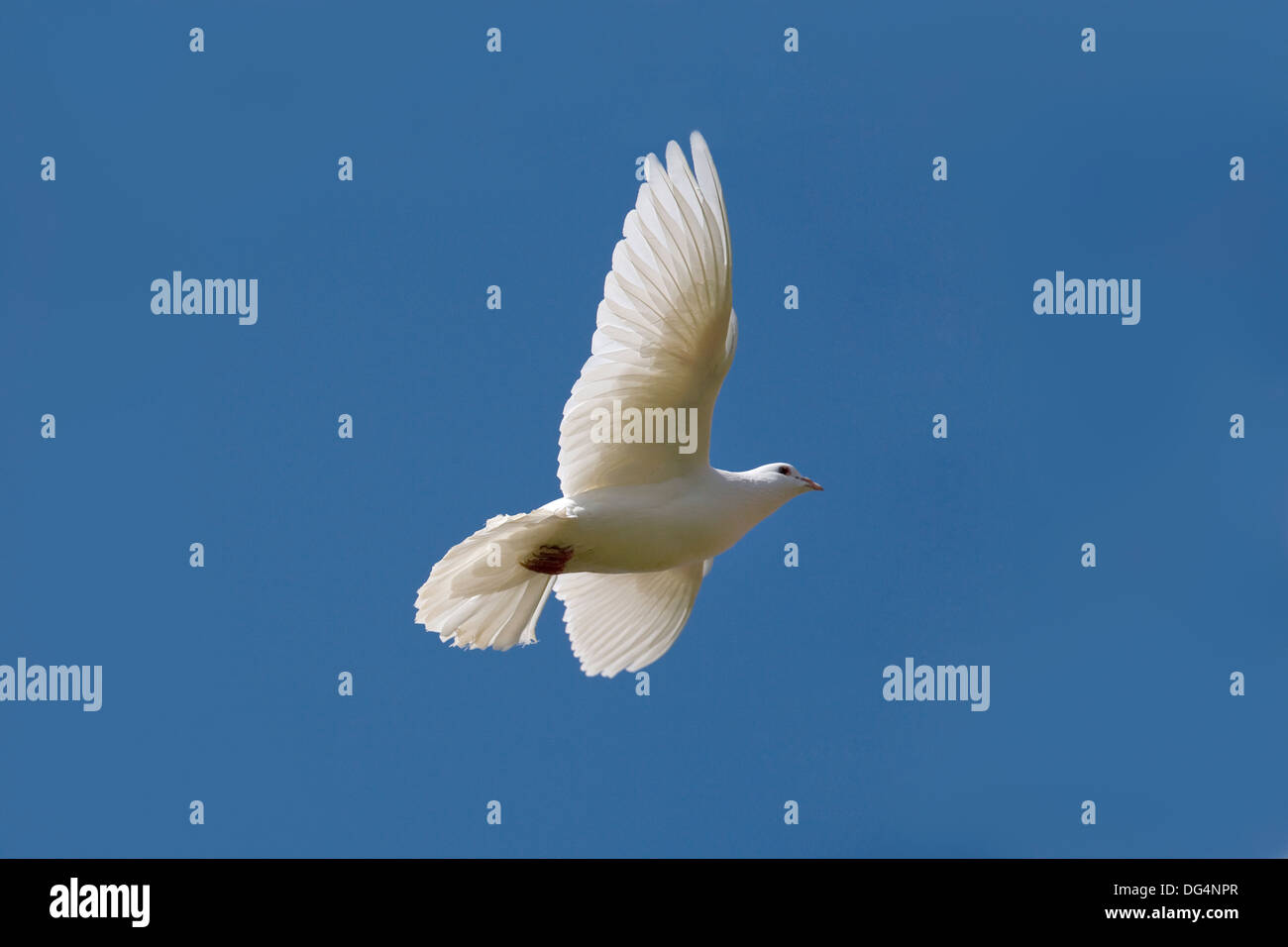 Fan tailed dove hi-res stock photography and images - Alamy