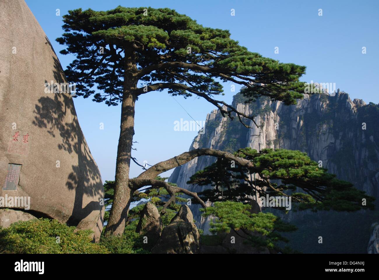 The scenery, huangshan Chinese pine, blue sky, stone Stock Photo - Alamy