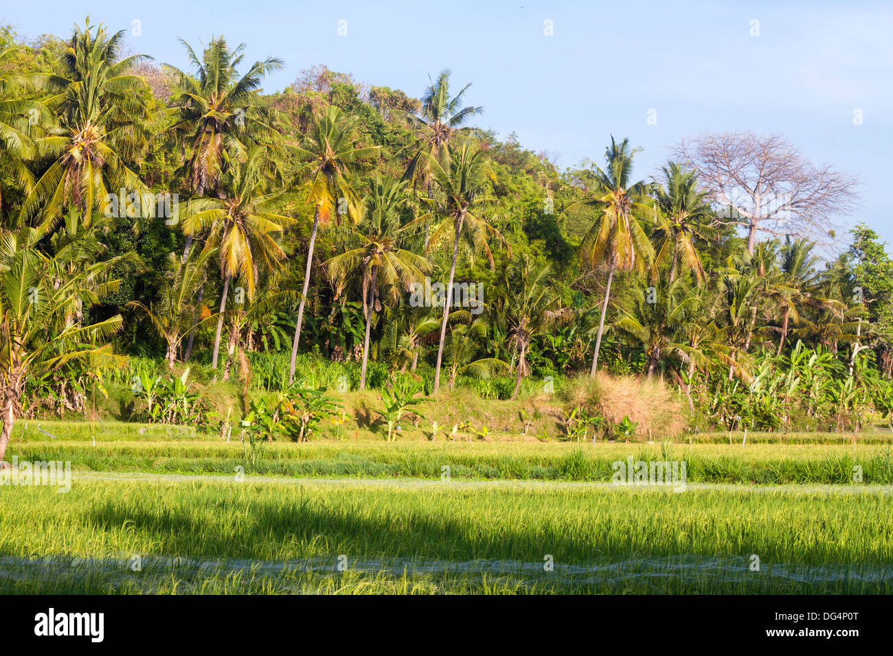 Rice Field and palms tree in Bali island.Indonesia Stock Photo - Alamy