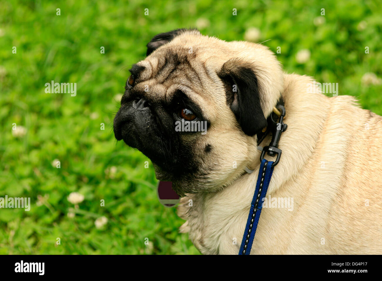 Sad pug hi-res stock photography and images - Alamy
