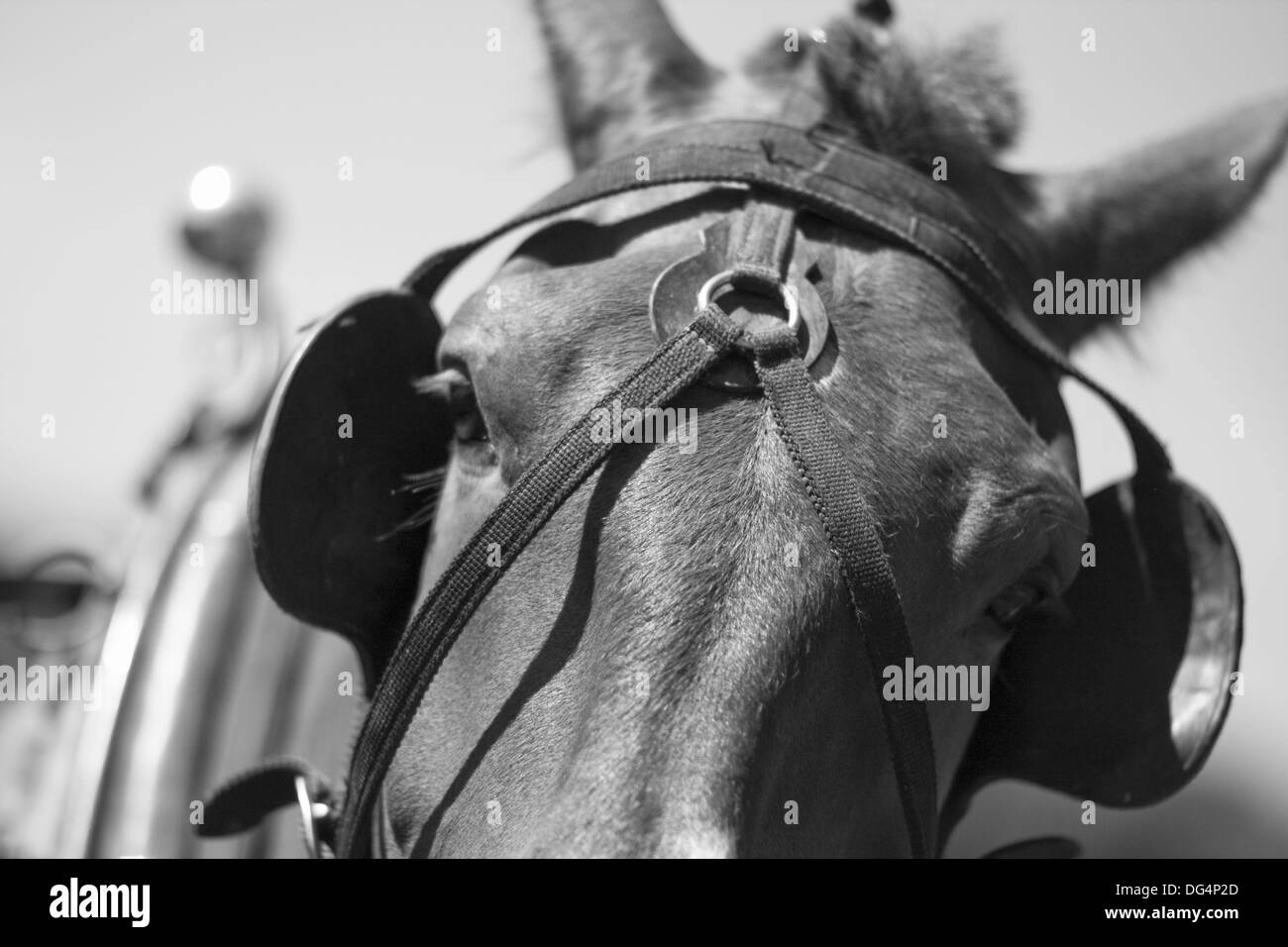 a horse with side-blinders stares directly at the camera Stock Photo ...
