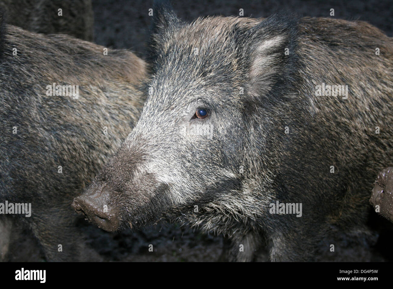 Wild 2 close look hi-res stock photography and images - Alamy
