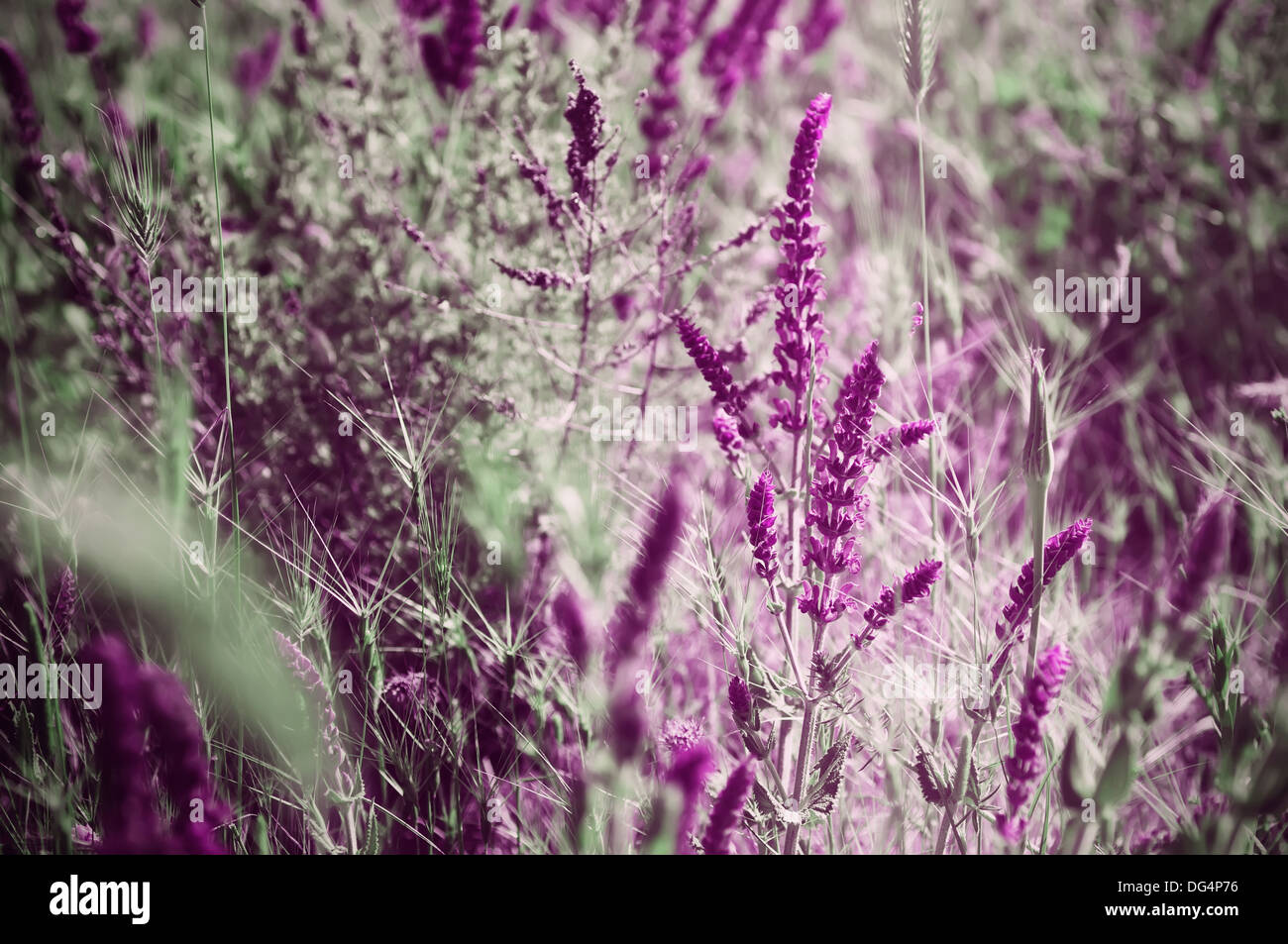 Violet meadow flower Stock Photo - Alamy