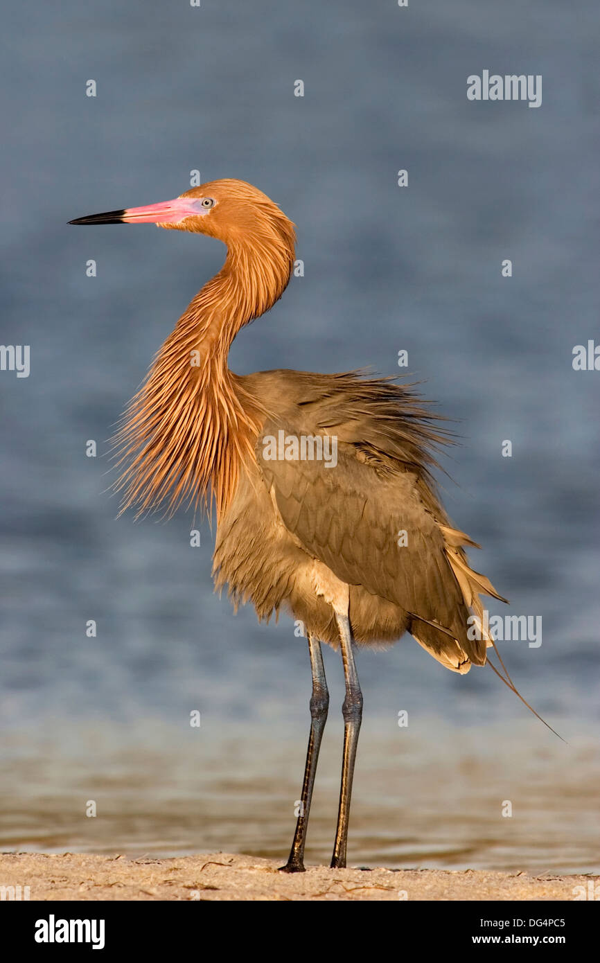Reddish Egret - Egretta rufescens Stock Photo - Alamy