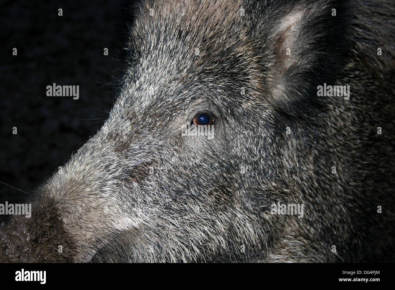 Sow close up hi-res stock photography and images - Alamy