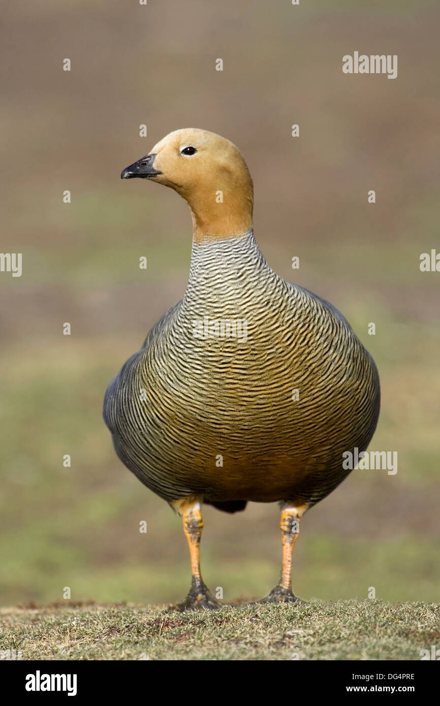 Ruddy-headed Goose - Chloephaga rubidiceps Stock Photo - Alamy