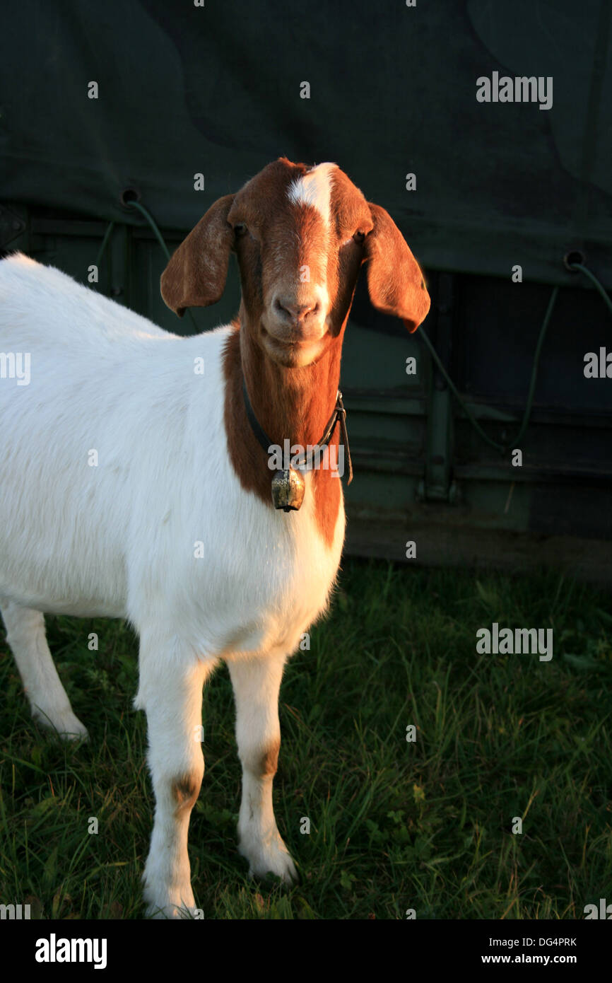 Nanny goat hi-res stock photography and images - Alamy
