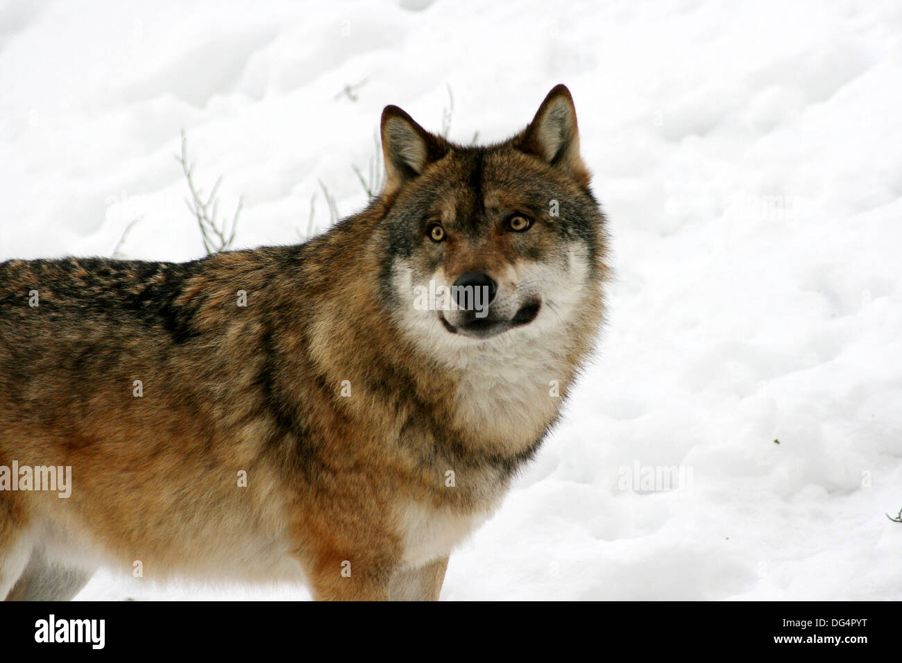 Hungry wolf hi-res stock photography and images - Alamy
