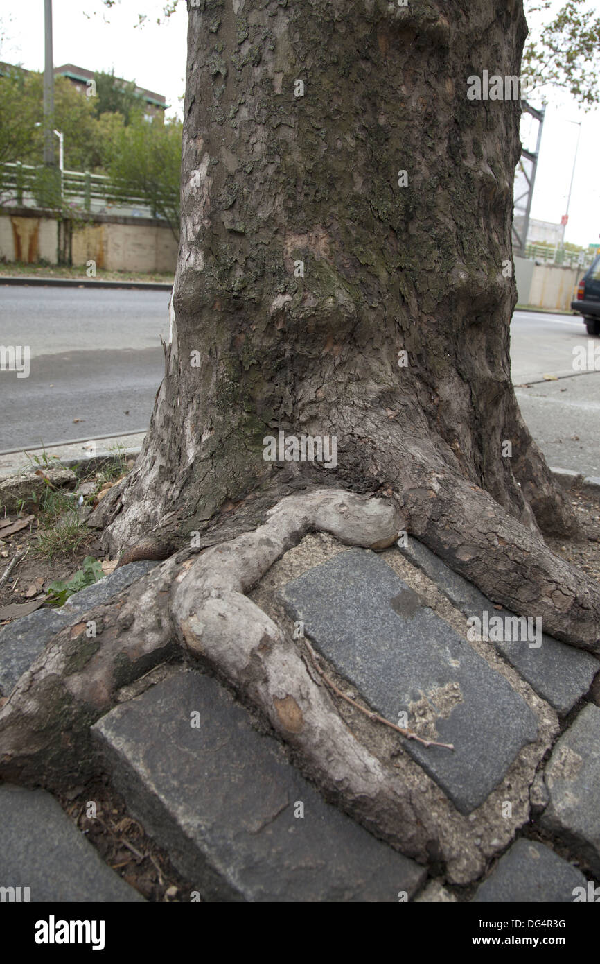Tree roots grow around and envelope bricks around a tree trunk on a ...