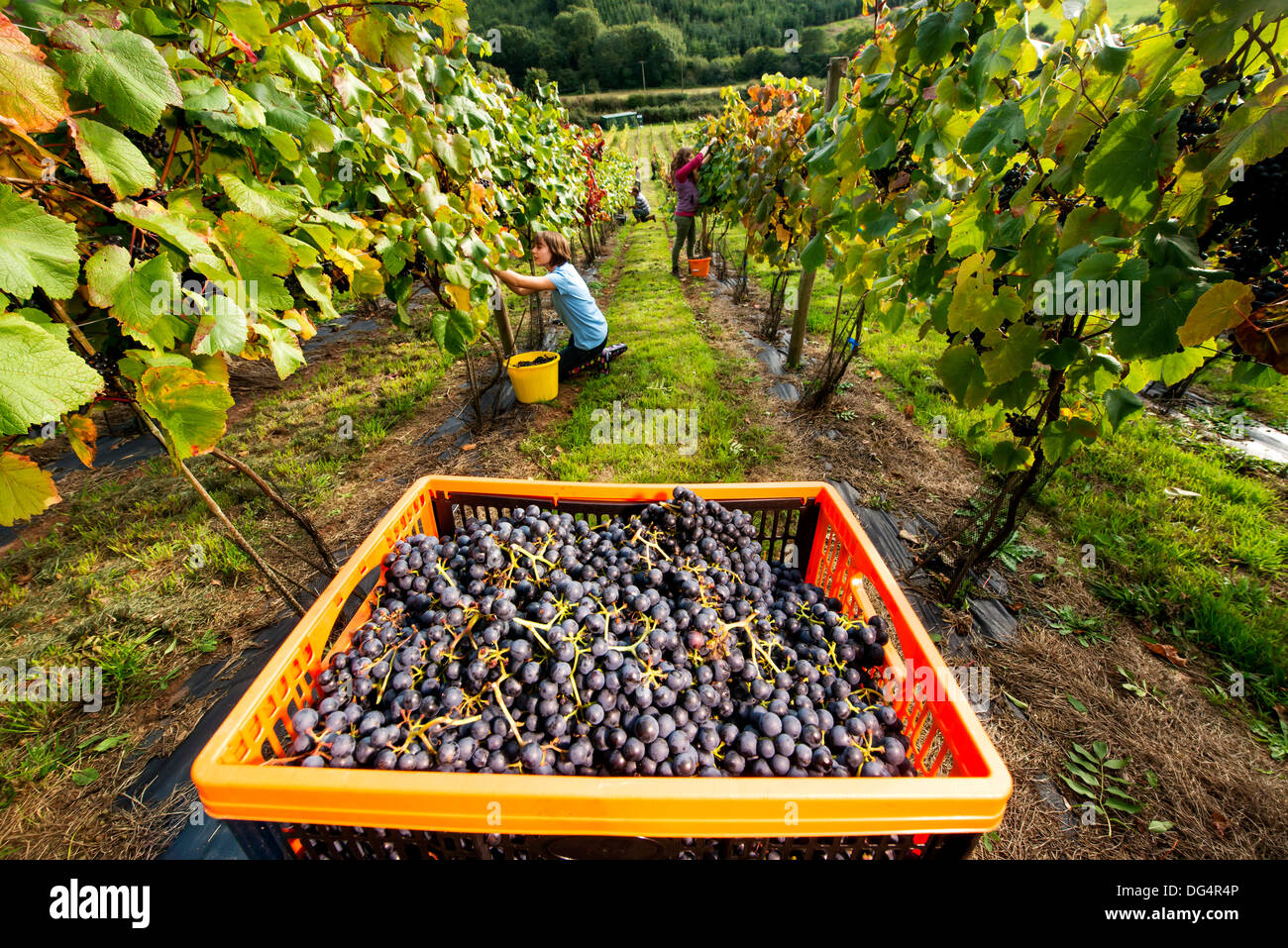 The Stapley family collect the years grape harvest to make wine at ...